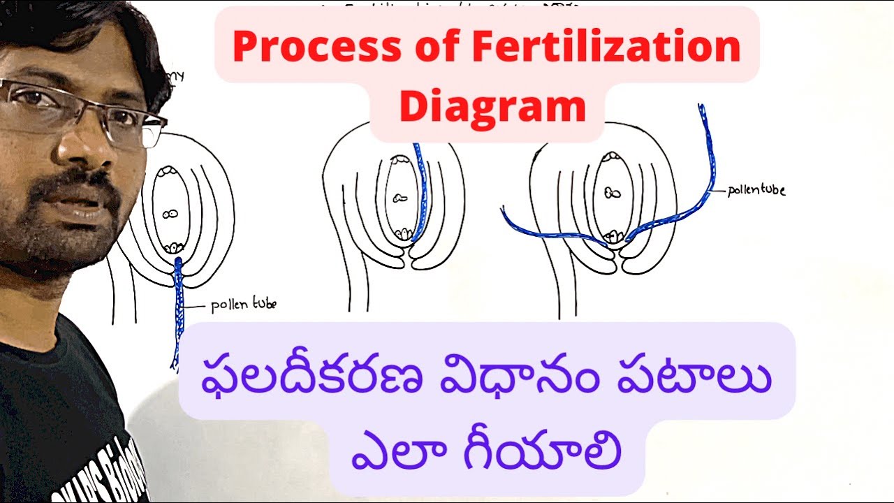 How to Draw Process of Fertilization Diagrams in Easy way || ఫలదీకరణ ...