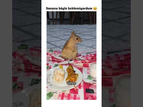 Abone olmayı unutmayın ❤️🐿 #animals #yavruhayvanlar #lifeisbutadream #cute #funny #squirrel #sahur