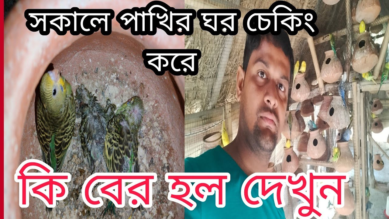পাখির ঘরে সকালে চেকিং ll Checking in the bird house in the morning ll ...