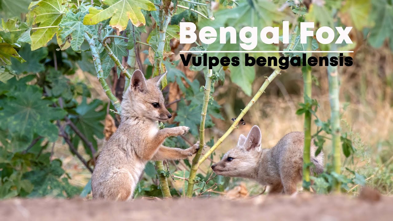 Playful Bengal fox(Vulpes bengalensis) pups | 4K | Nalsarovar, Gujarat ...