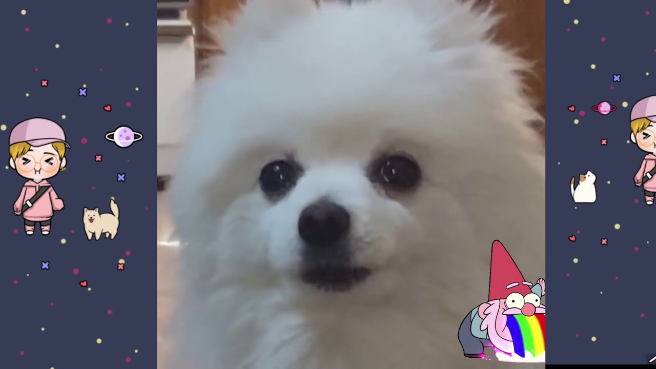 ☆THE GABE DOG BEST COMPILATION OF SONGS☆ - YouTube