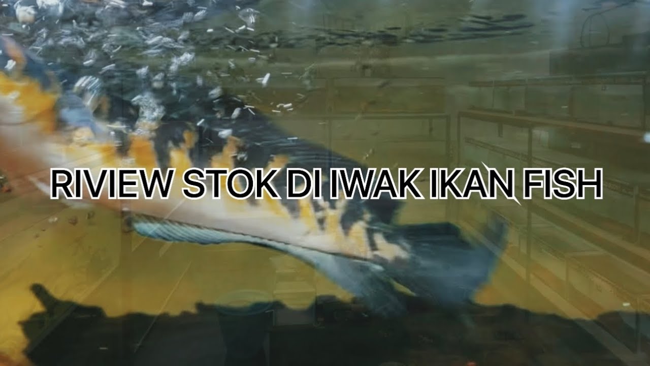 RIVIEW STOK TERKINI DI IWAK IKAN FISH #channa #channaauranti # ...