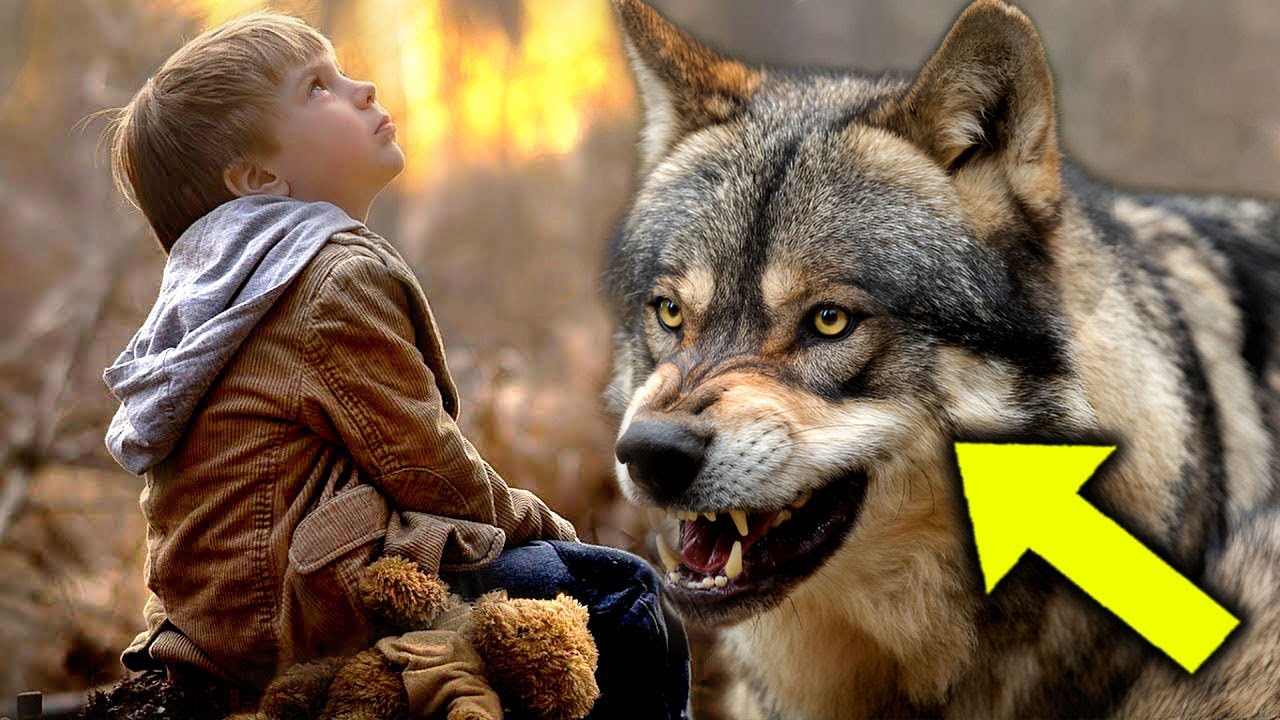 A she wolf saved the boy from 3 wolves 2 years later the boy saved her ...