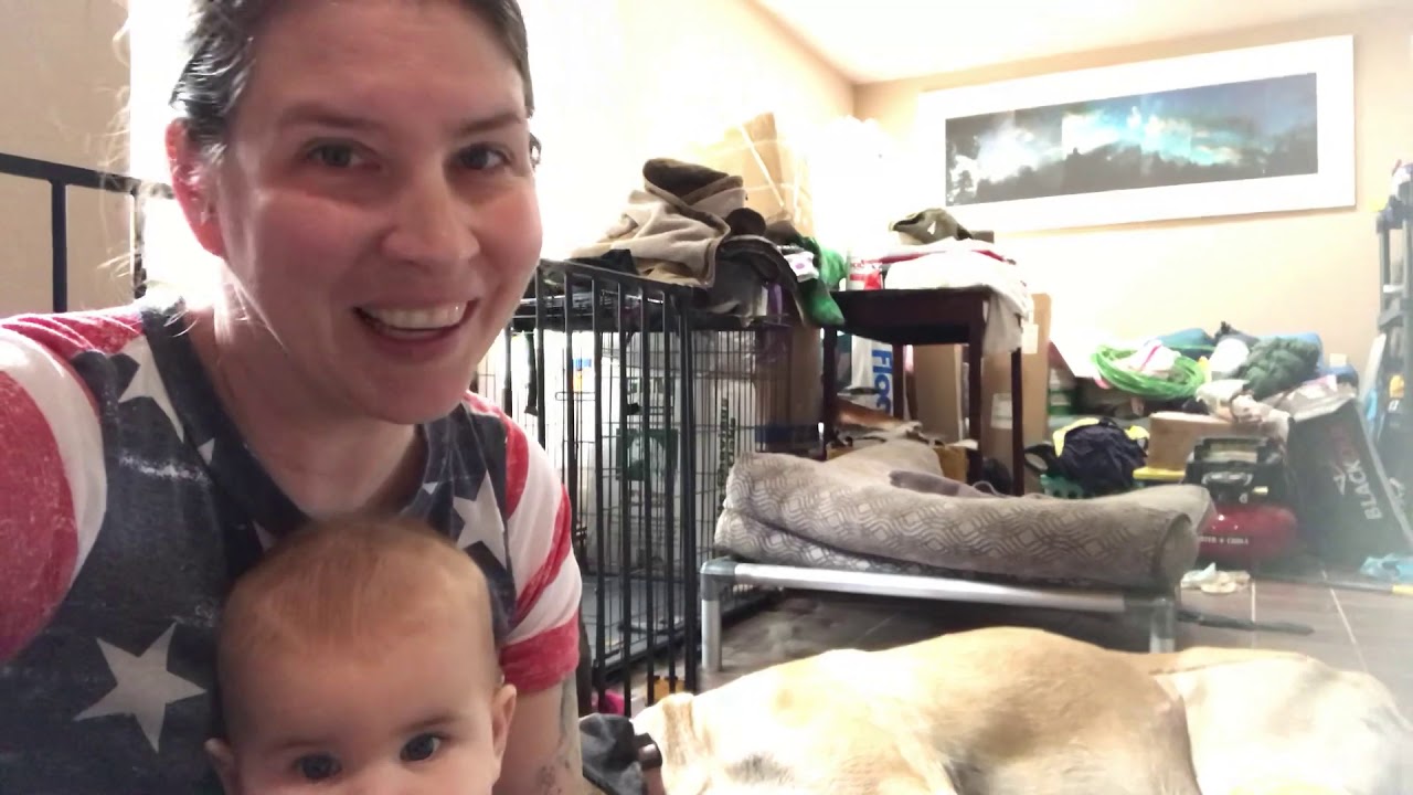 TPLO surgery post-op infection update #1 - YouTube