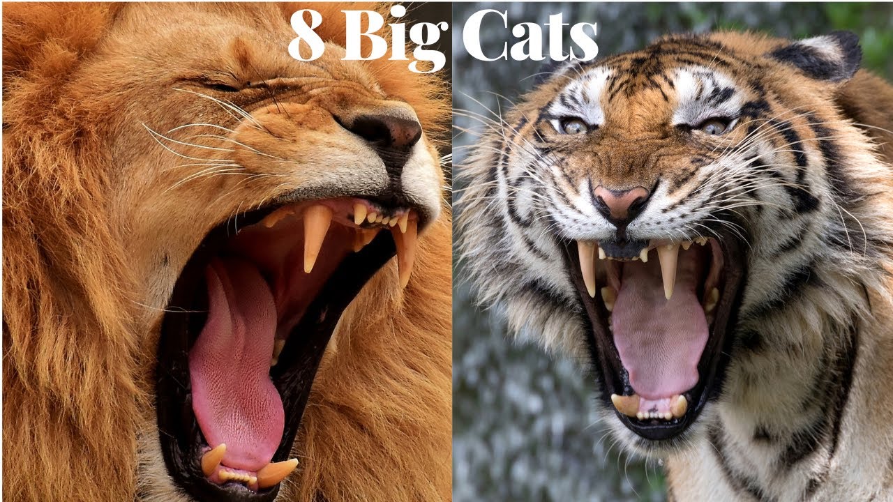 8 Big Cats You Can Find Around the World - YouTube