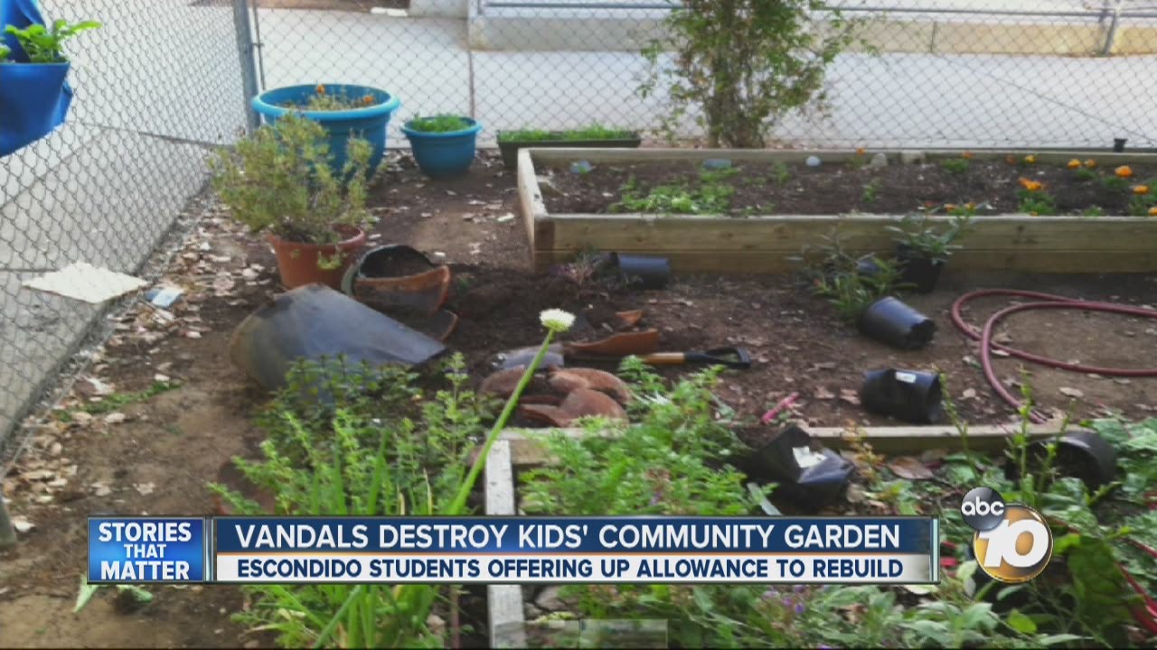 Vandals destroy kids' community garden - YouTube