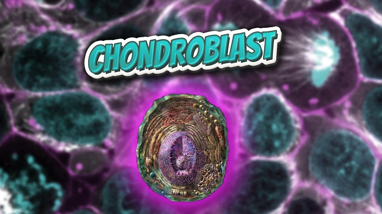 Chondroblast (Everything Human Cells) 💬👁️🕺🔎 - YouTube