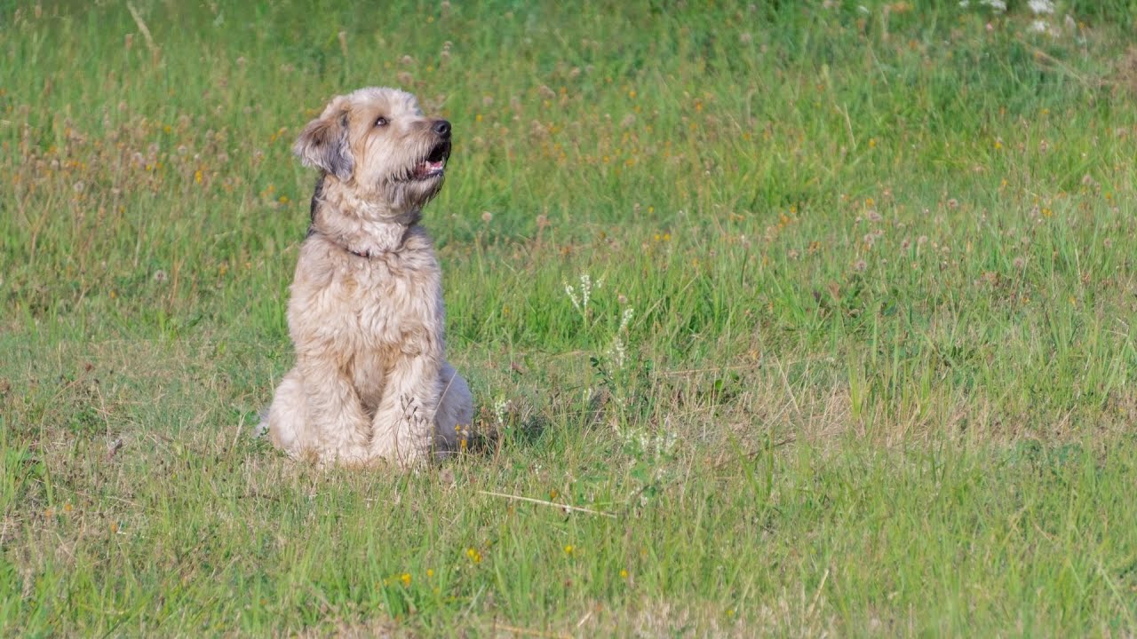 How to Have Fun with Your Soft Coated Wheaten Terrier: Playtime ...
