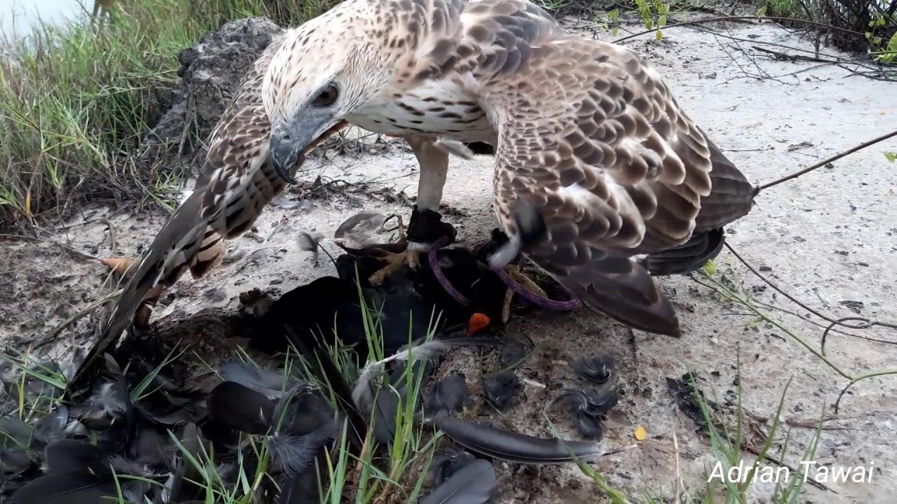 Changeable Hawk Eagle Light Morph (CHE LM) enjoy the hunting results ...