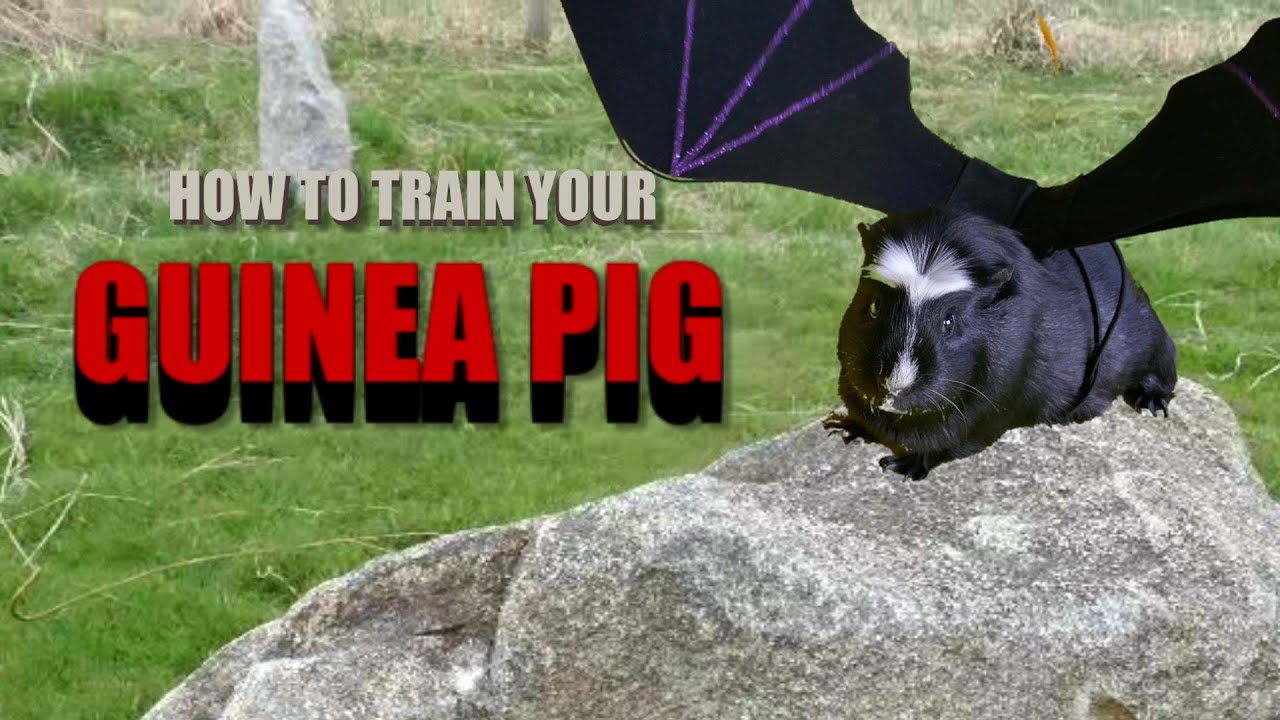 How to Train Your Guinea Pig - YouTube