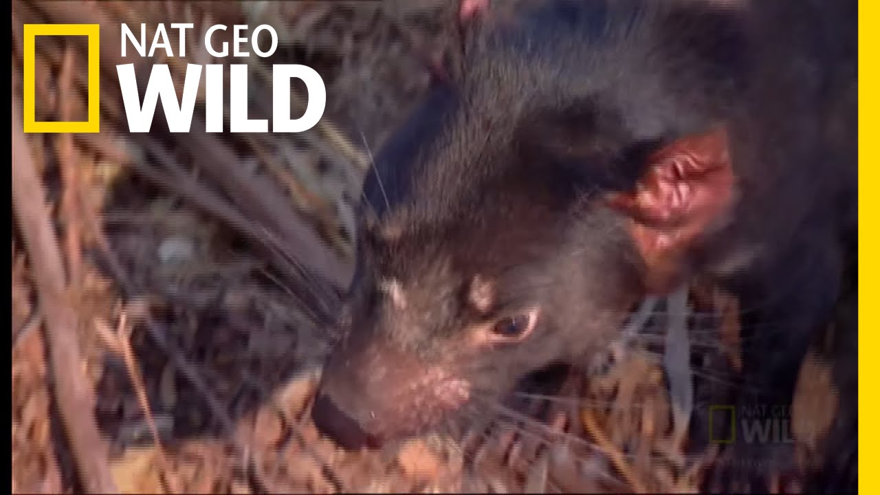 Devil Babies | Miracle Babies - YouTube