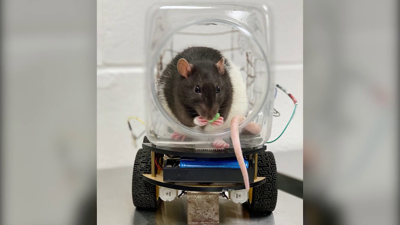 Ratas aprenden a conducir con tal de conseguir comida, revela estudio ...