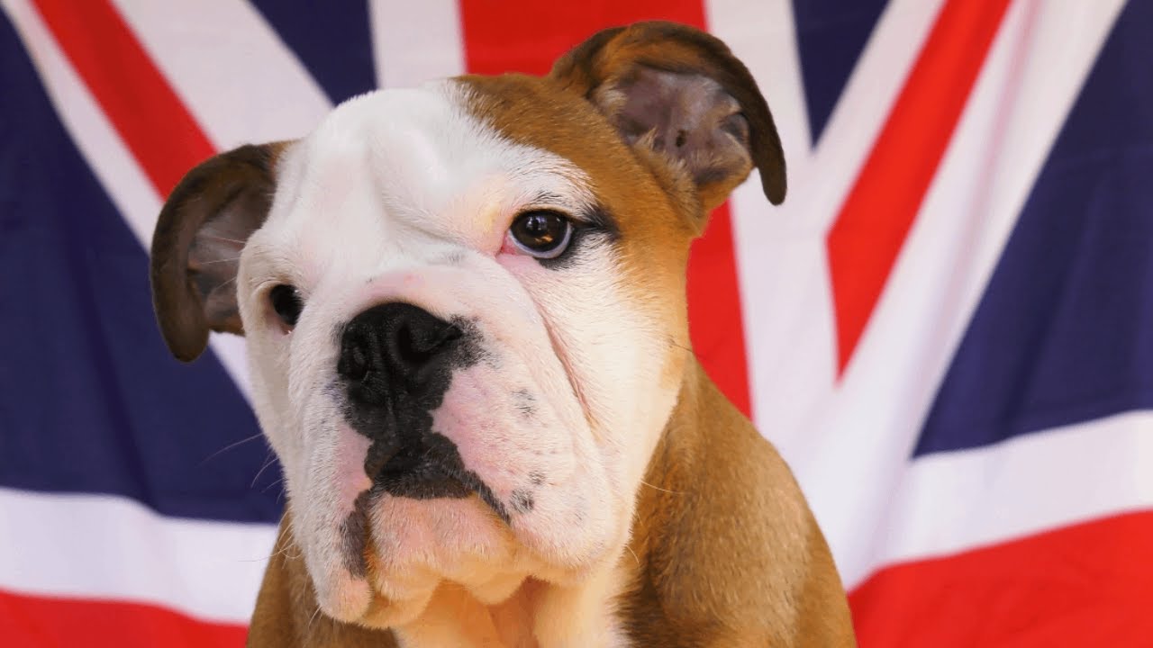 English Bulldog Puppy Surprise - YouTube