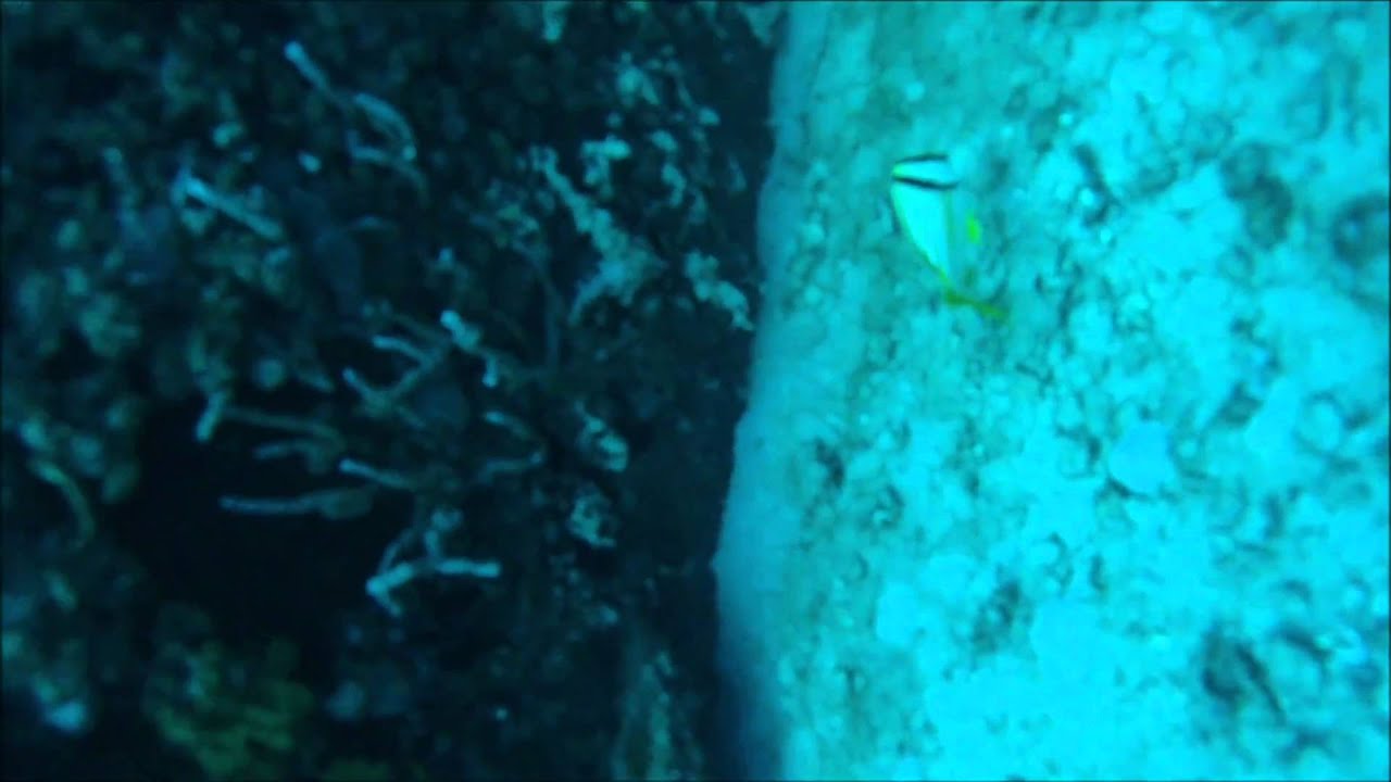 Diving the Jay Scutti 12-12-10 #4 - YouTube