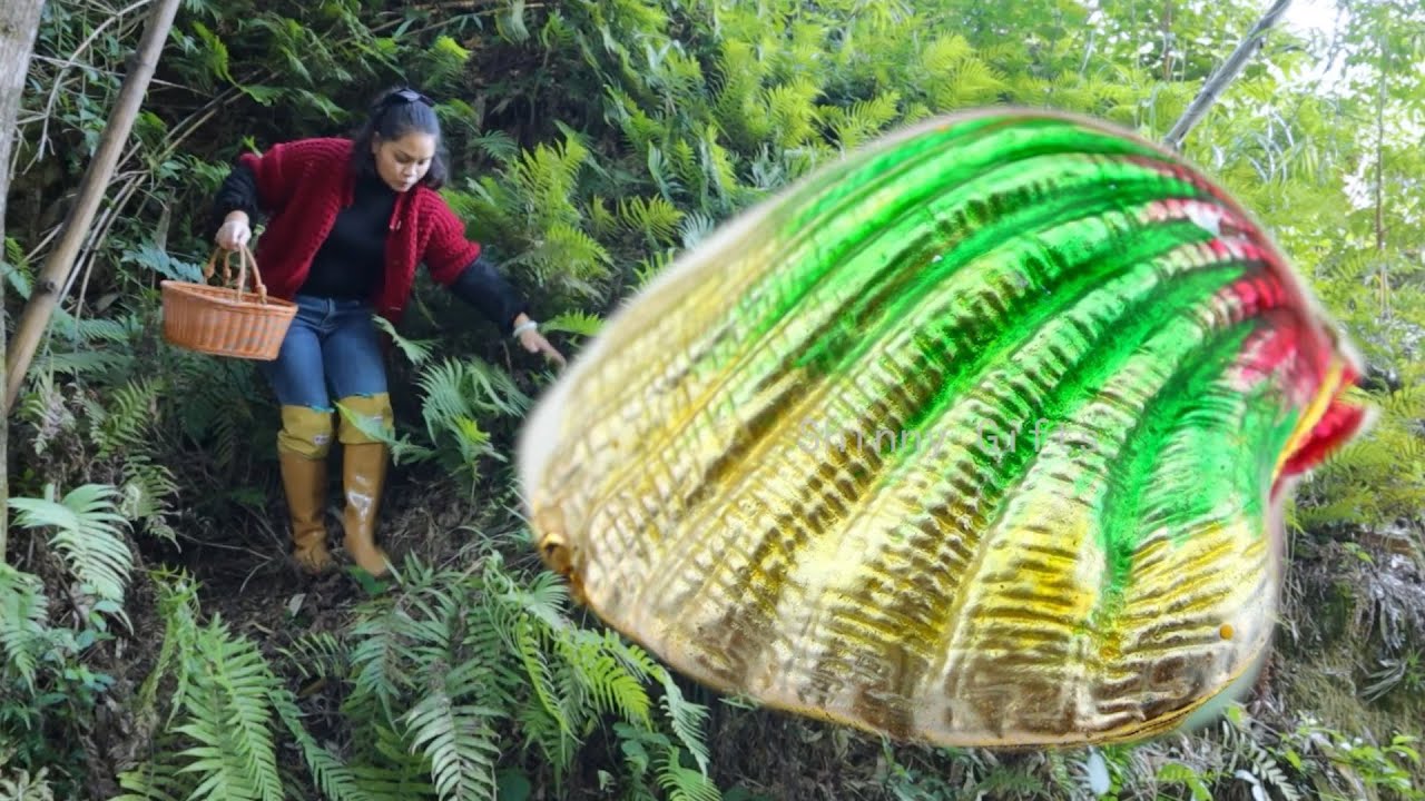 The Phoenix Jade Pearl Clam is a unique clam shell, and its jade pearls ...