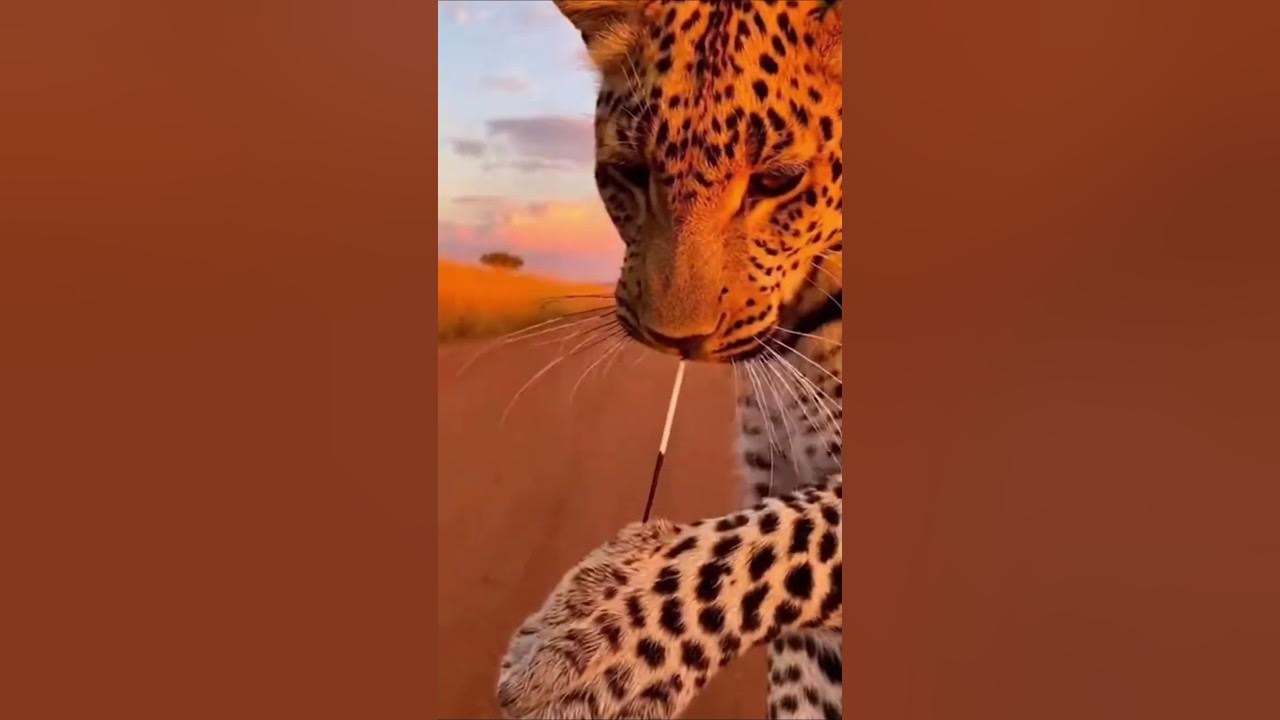 Leopard vs Porcupine: One Swipe… ONE GIANT QUILL. 😳🦔💥 #RealOrA!? - YouTube