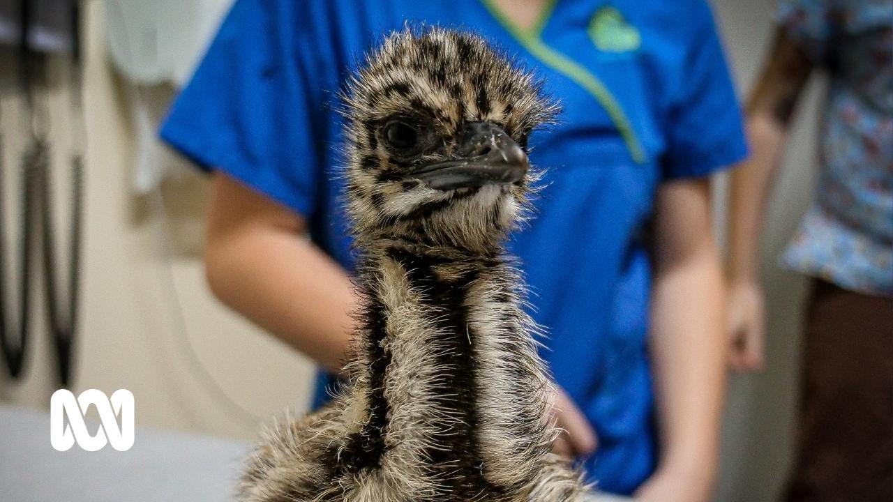 Abandoned baby emu wins over hearts with sheer cuteness | Shorts ...