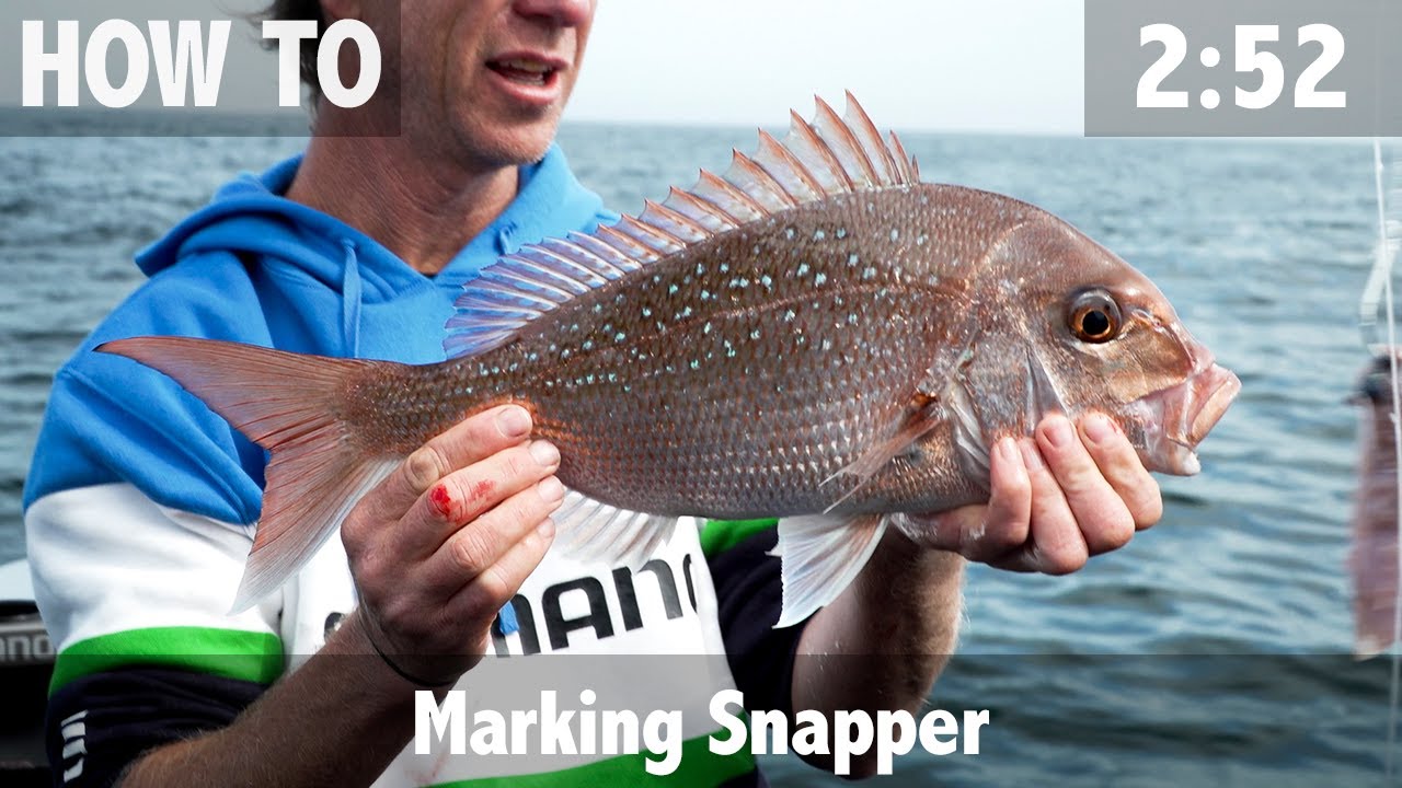 Marking Snapper: What to Look for - YouTube