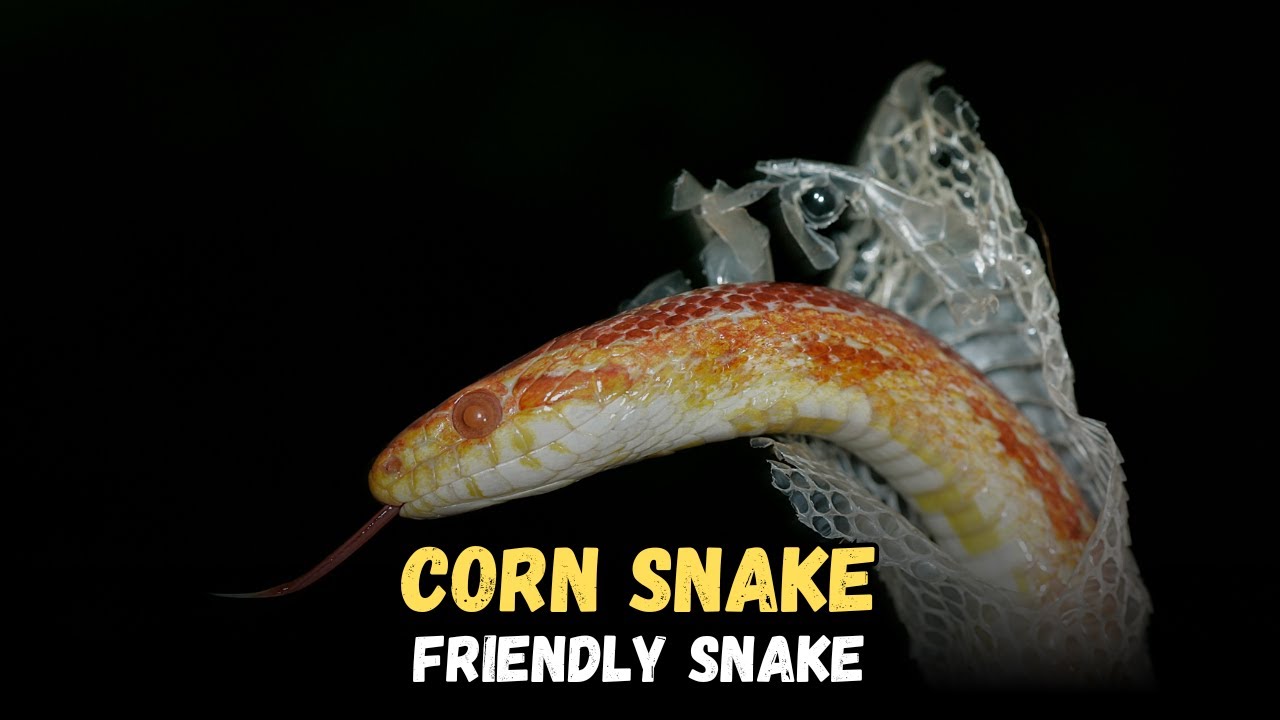 Corn Snake is the best friendly Pet Snakes for Beginners - YouTube