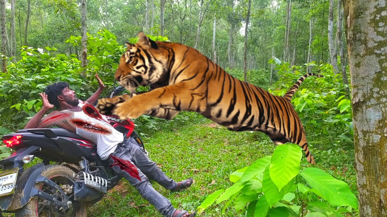 Wild Tiger Attack Man In Forest | Royal Bangal Tiger Attack | Fun Mad Movie | Sher Attack - YouTube