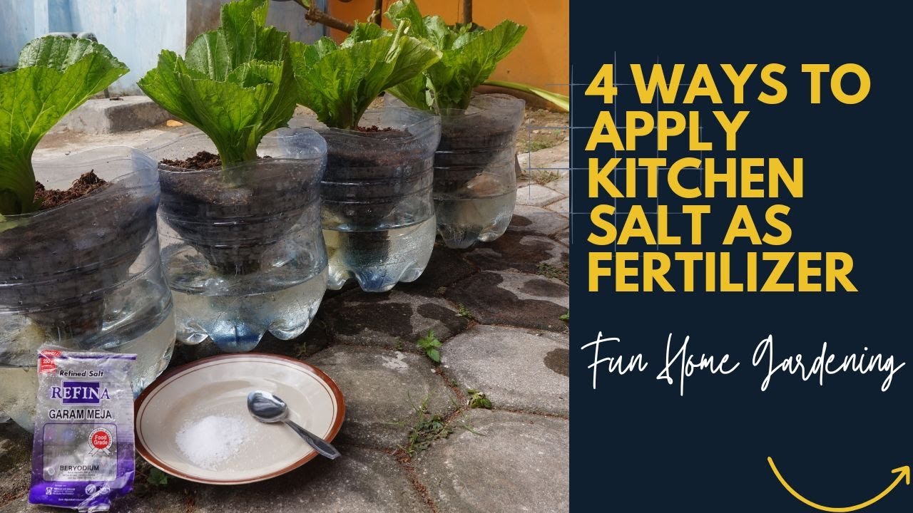 4 Ways to Apply Kitchen Salt as Fertilizer - YouTube