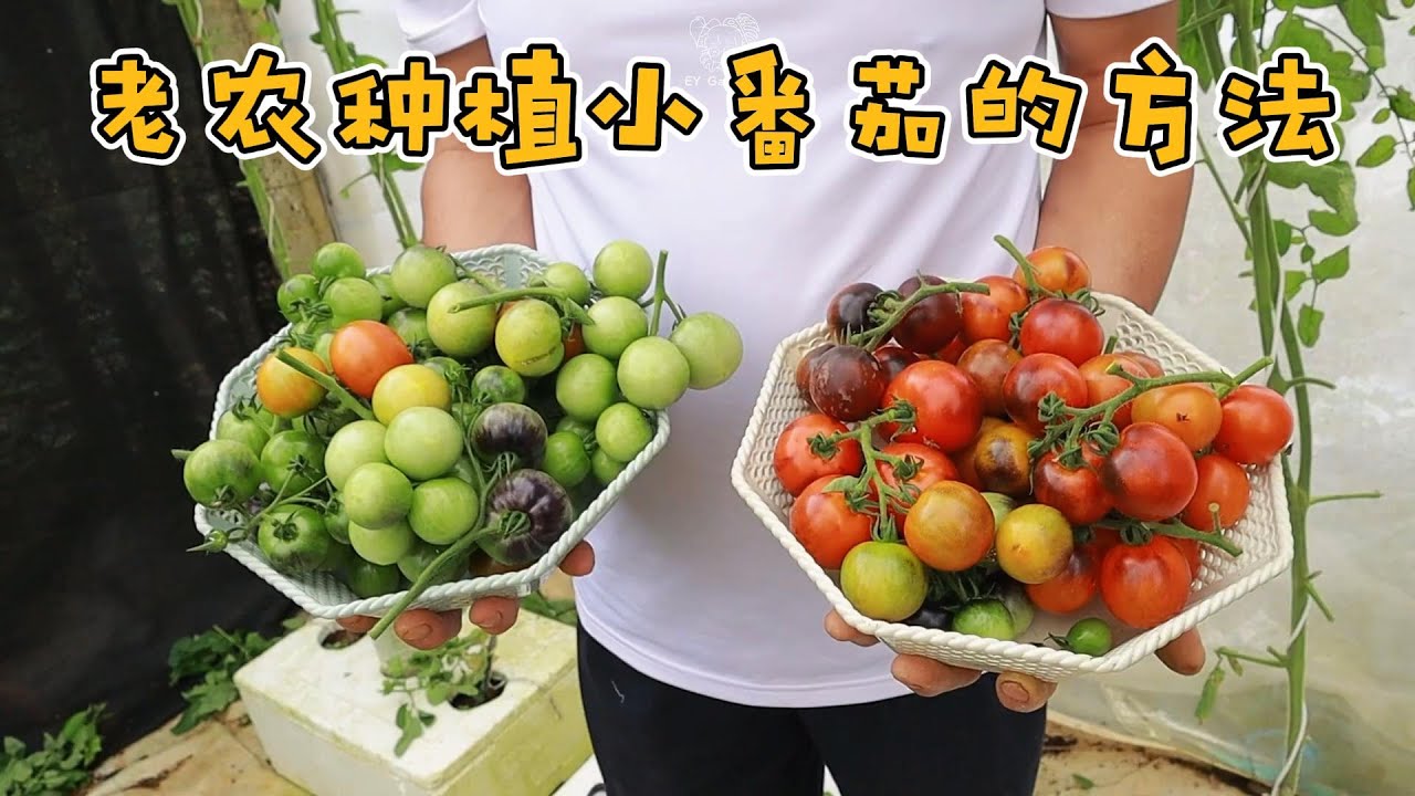 Teaching you how to grow cherry tomatoes at home with a built-in ...