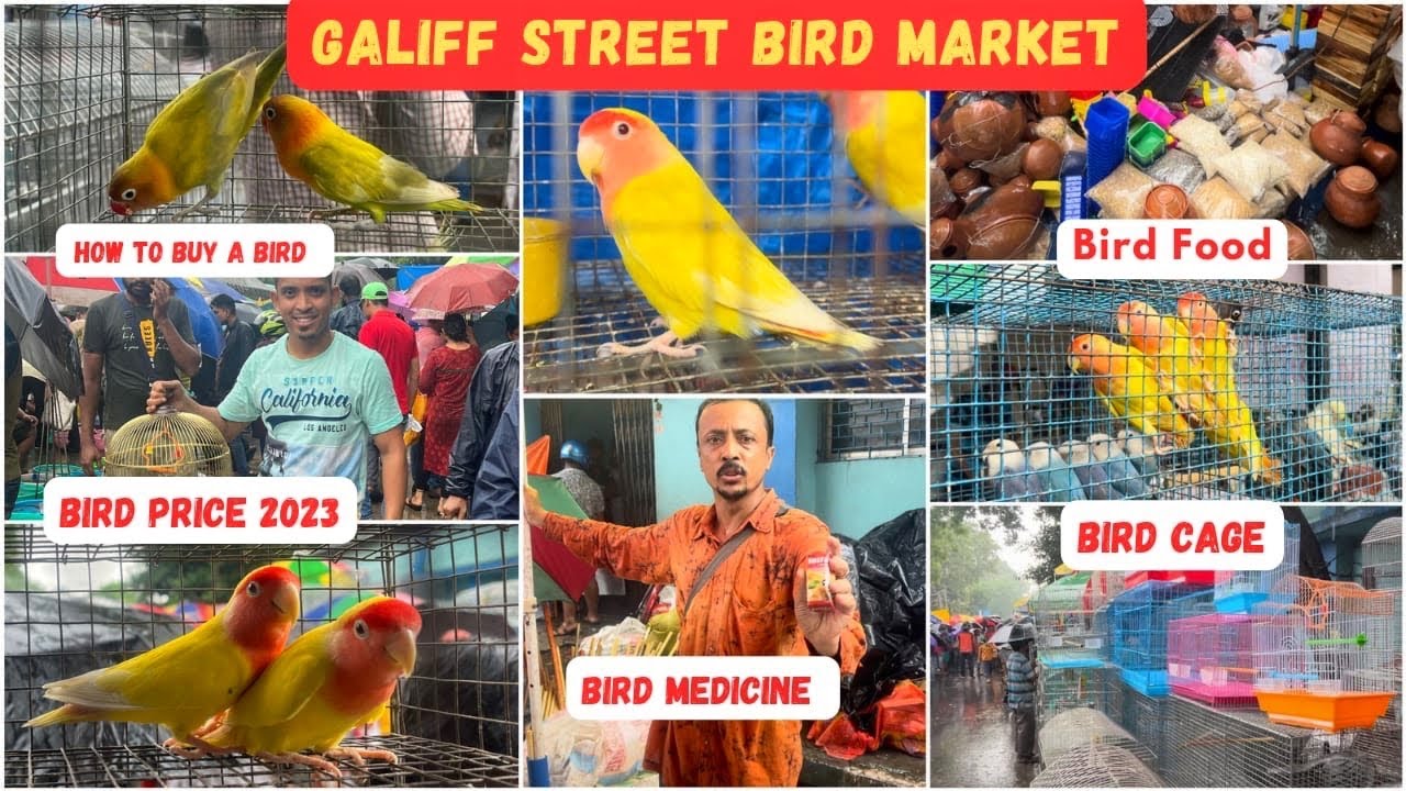 Galiff Street Bird Market | Complete guide how to buy a bird | bird ...