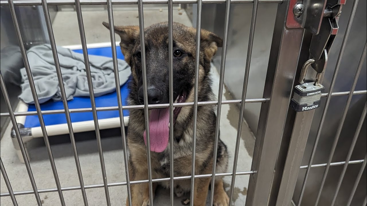 LOST & FOUND DOGS as of 5/4/24 on video @ SCRAPS Animal shelter in ...