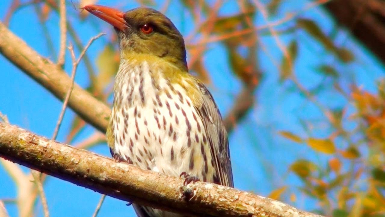 Olive-backed Oriole calling - YouTube