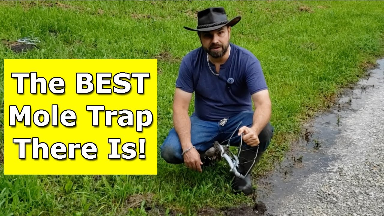 Nash Mole Trap | The BEST Mole Trap Ever! - YouTube