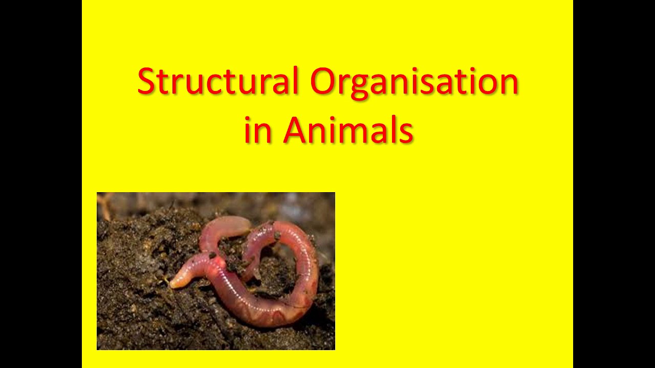 Structural organisation in animals #2| alimentary canal of earthworm ...