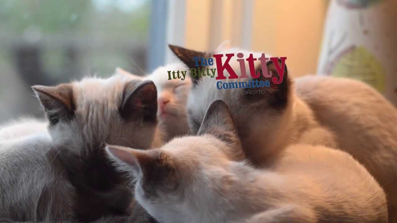 The Itty Bitty Kitty Committee Book Trailer - YouTube
