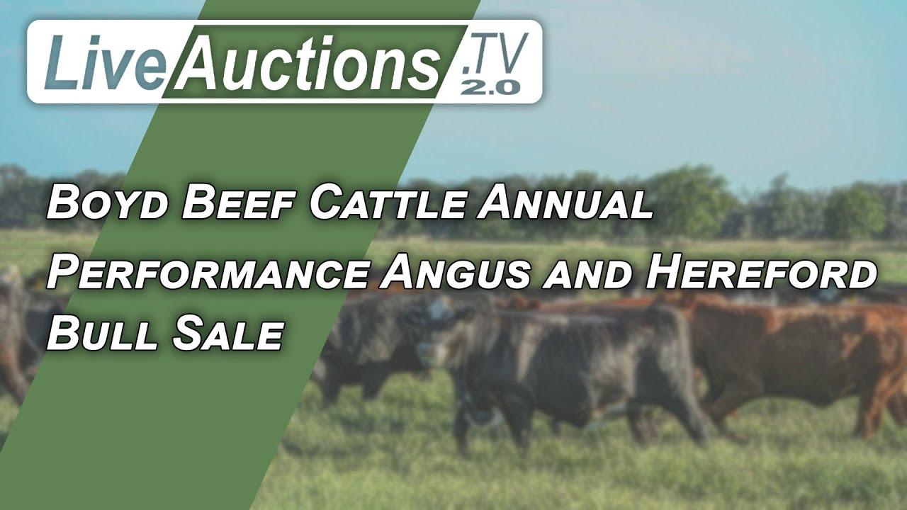 Boyd Beef Cattle Annual Performance Angus and Hereford Bull Sale - YouTube