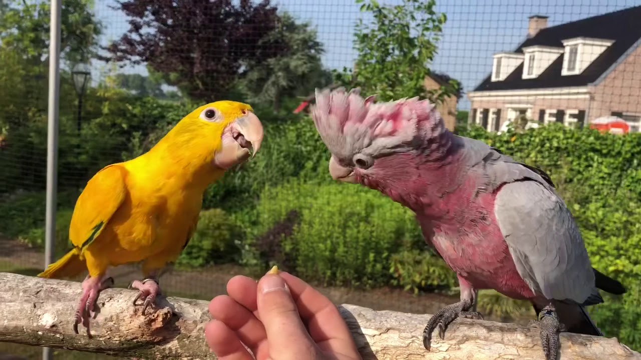 Golden conure and two rose breast cockatoe’s - YouTube