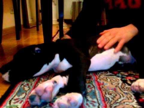 tickeling Fritzi, my new great dane puppy 10 weeks old.mov