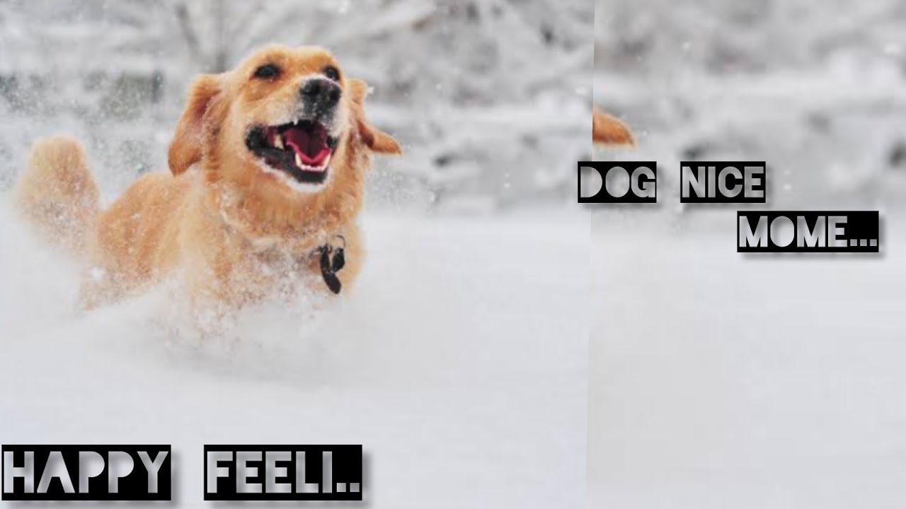 ||Nice dog| nice dog breeds| nice dogs playing| nice dog house|| nice ...