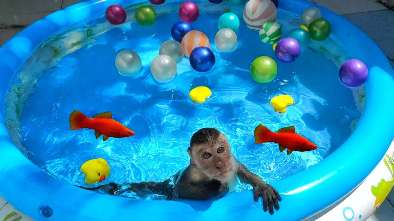 Jhonny the smart monkey bathes in the pond and catches fish - YouTube