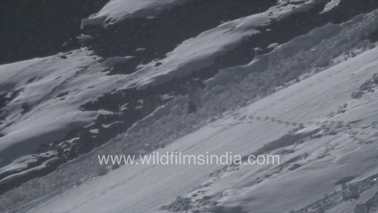 Rare sighting: Four Snow Leopards filmed together in the snow in early ...