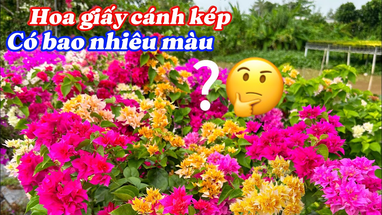 Kép chùm có bao nhiêu màu,vẻ đẹp khó cưỡng..#hoa giấy cành kép. - YouTube