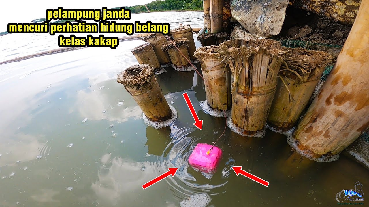 Aksi Berburu Barramundi Besar di spot Paling sulit Di taklukan ...
