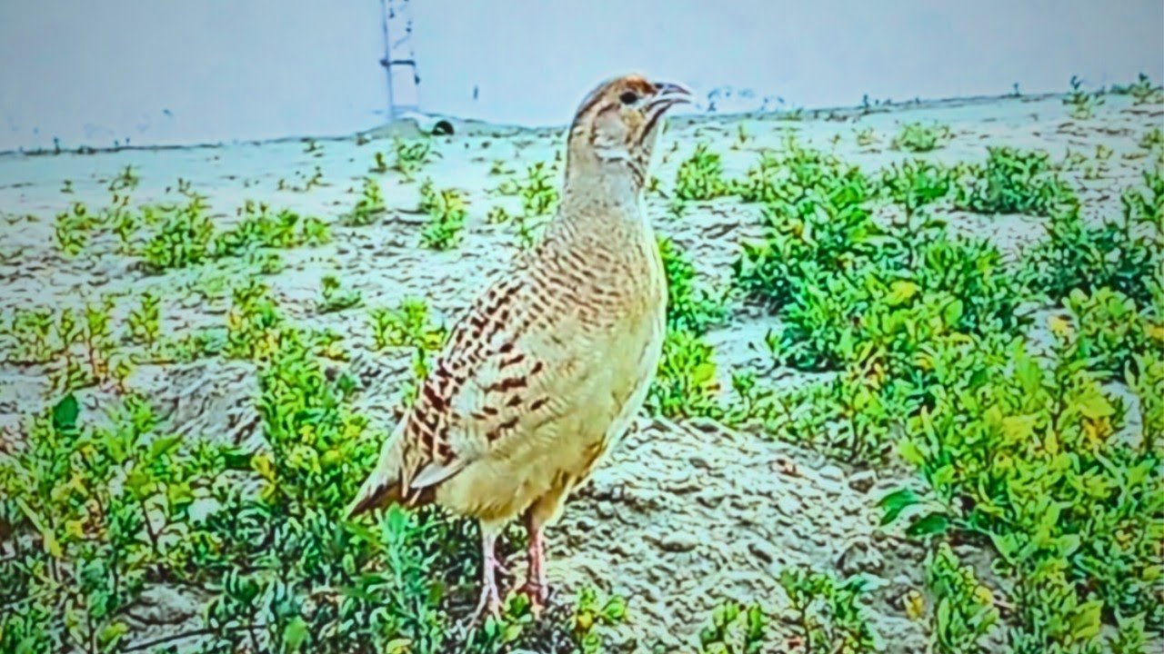 Teetar | Teetar voice | Gora Teetar | Beautiful Birds | Dakni Teetar ...