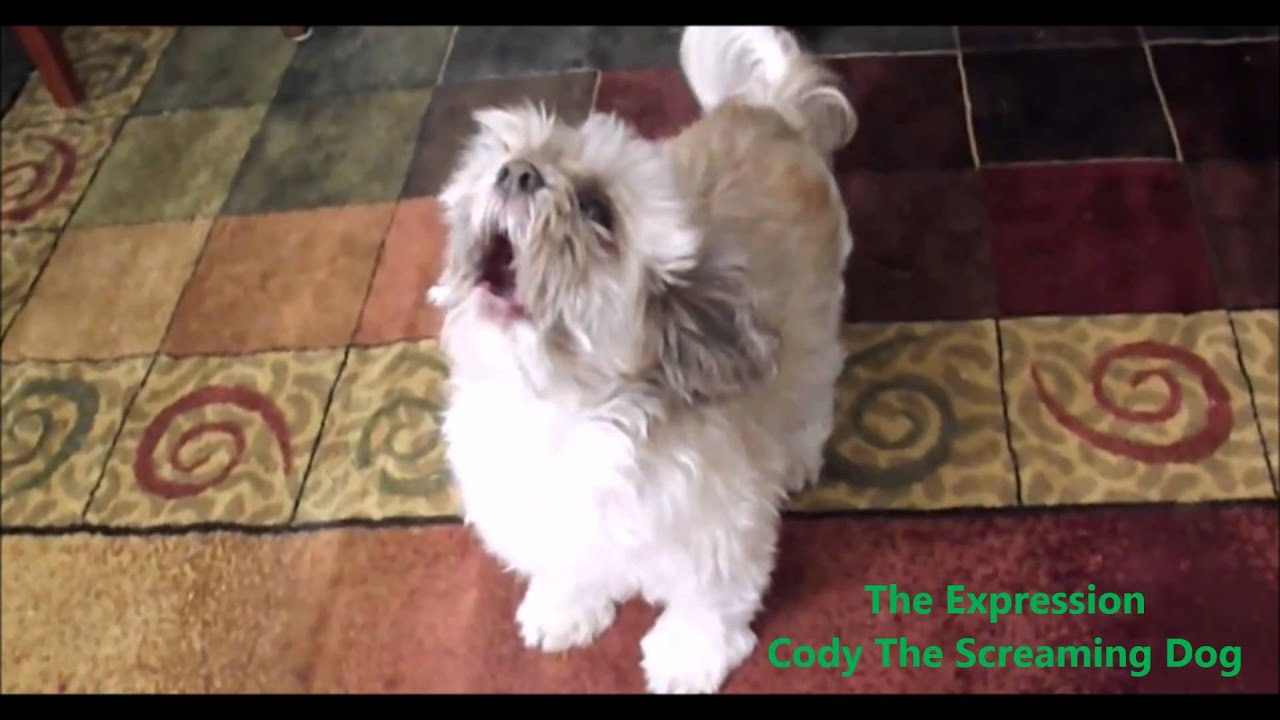 Cody The Screaming Dog (Hardcore) - YouTube