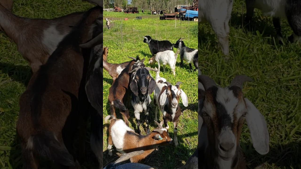 Just a bunch of goats - YouTube