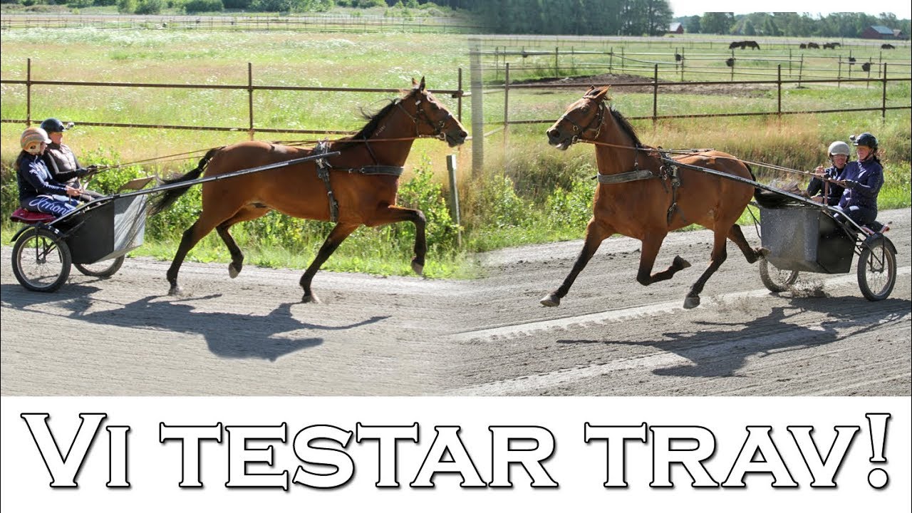 Elfstrands testar - Trav / Att köra travhäst - YouTube
