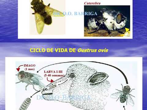 MIASIS PARASITARIAS EN ANIMALES Dr OMtz - YouTube