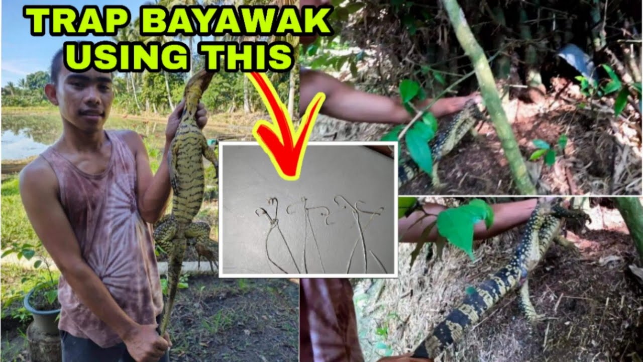 how to catch 'halo' or Bayawak using traditional trap called :Taga sa ...
