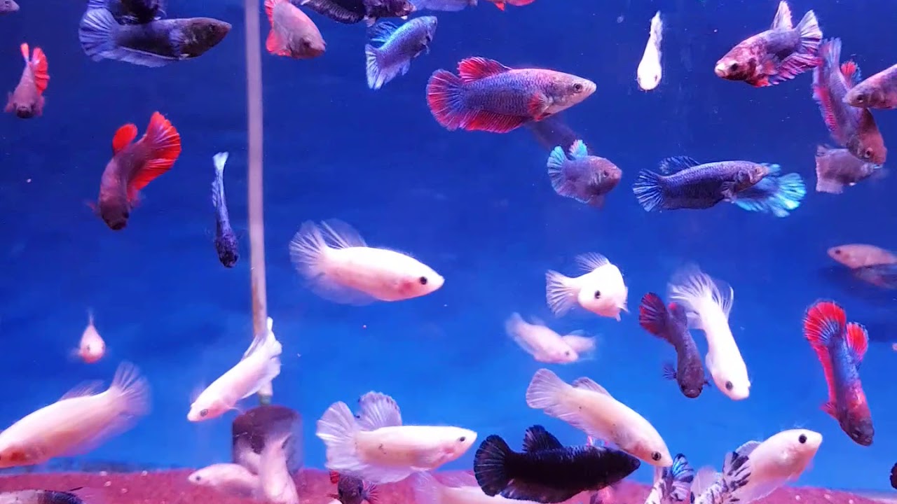 Guppy koi beautiful colour - YouTube