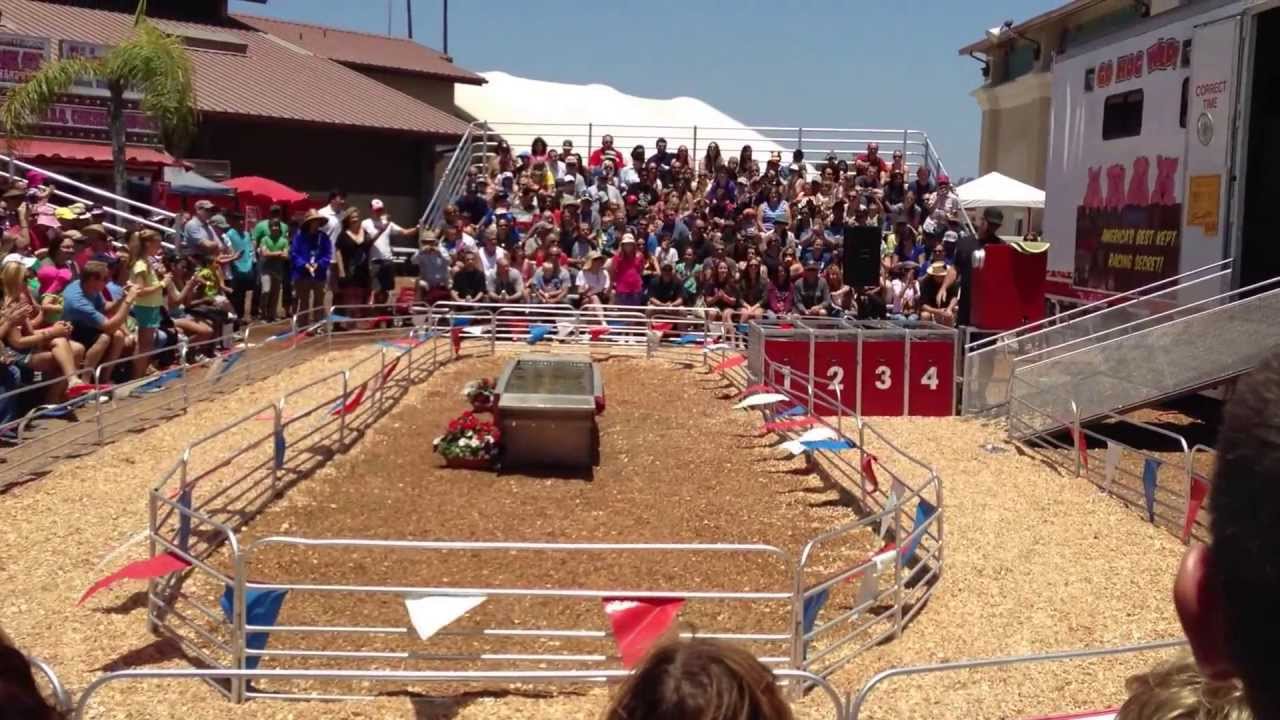 Little Pig Races at the San Diego County Fair - YouTube