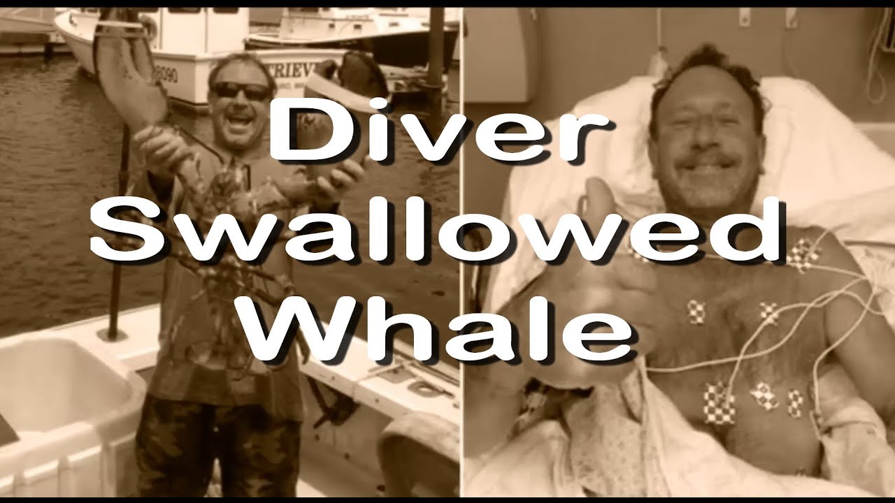Humpback Whale | Cape Cod | Diver Swallowed by Whale | Michael Packard ...