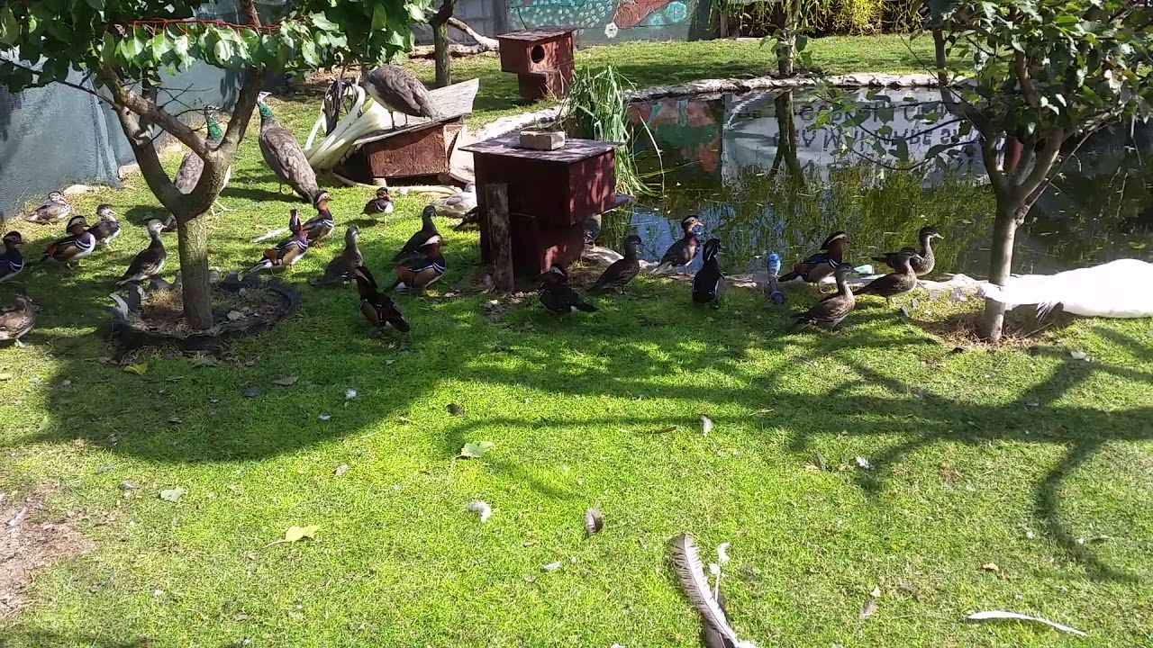 Rate mandarin , caroline standard , caroline argintii , mandarine albe ...